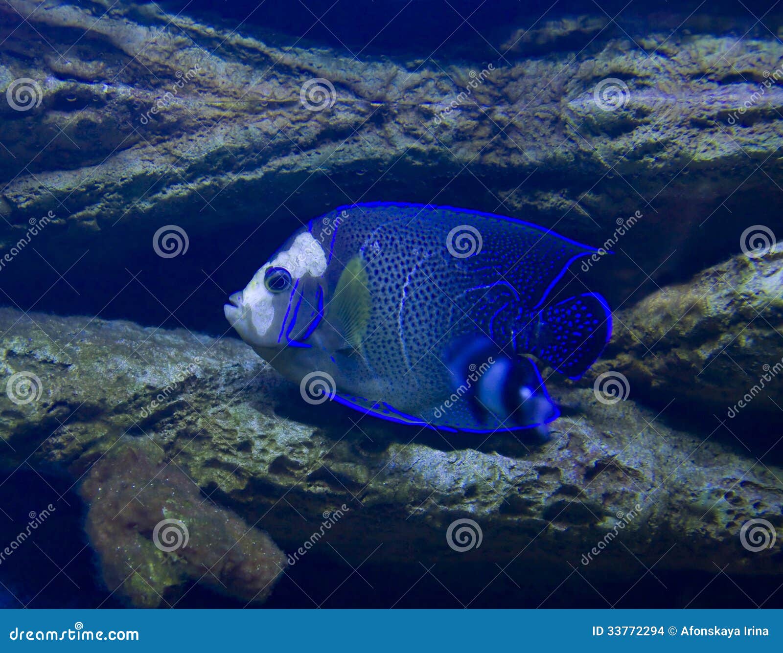 Pesce-angelo (pesce-imperor) Fotografia Stock - Immagine di subacqueo ...