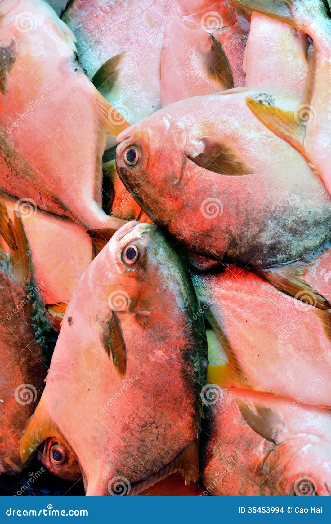 Pesce Argenteo Dei Pesci Castagna Fotografia Stock - Immagine di pesca ...