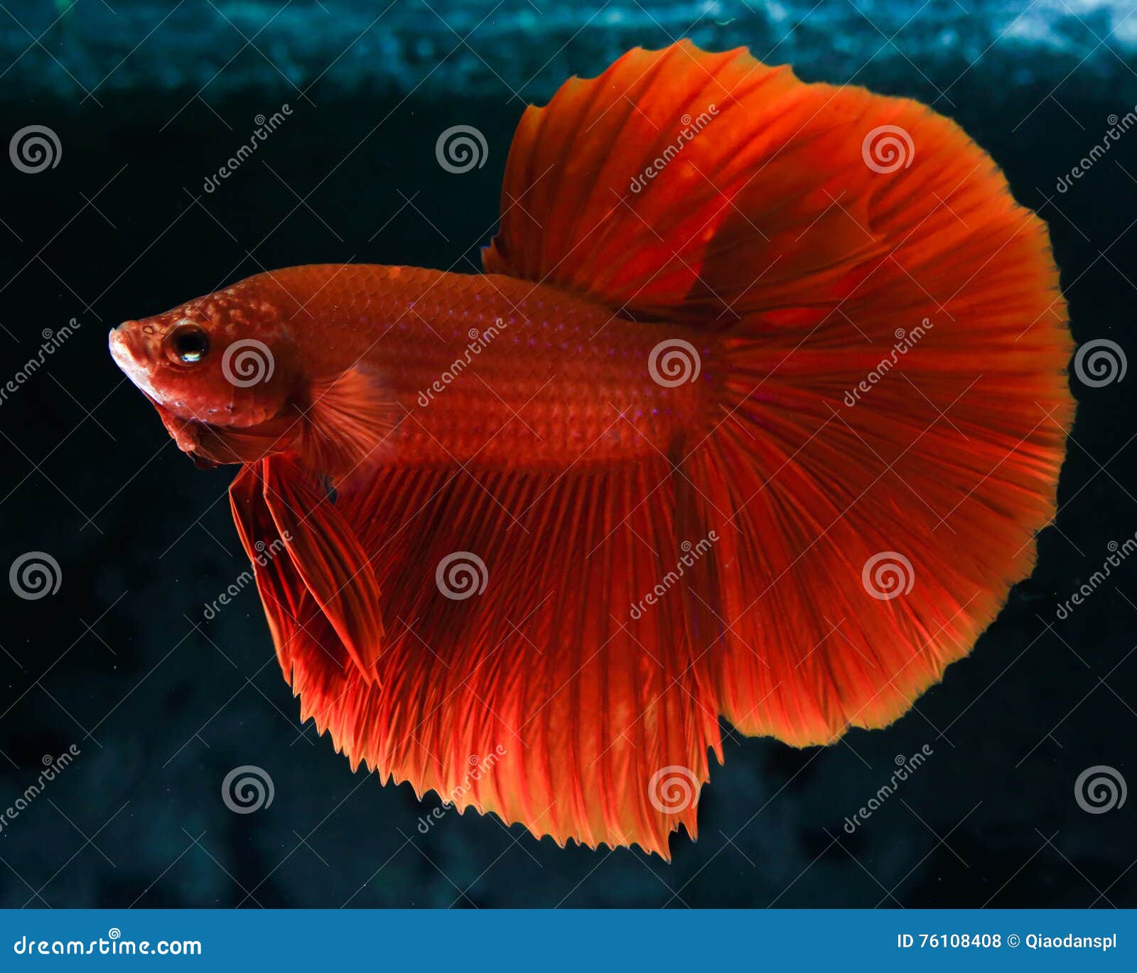Pesce Betta del rombo fotografia stock. Immagine di cellule - 76108408