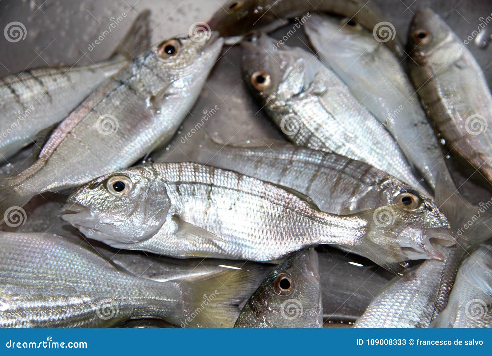 Pesce Blu Del Mar Mediterraneo Immagine Stock - Immagine di fresco ...