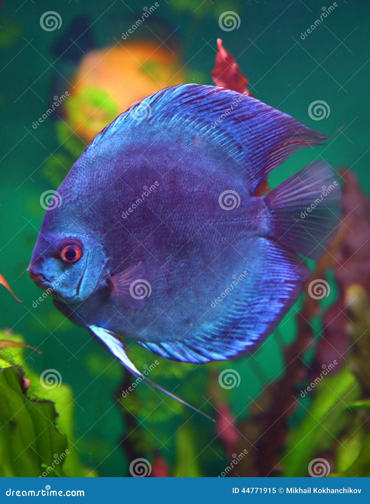 Pesce Blu Di Disco in Acquario Immagine Stock - Immagine di hobby ...