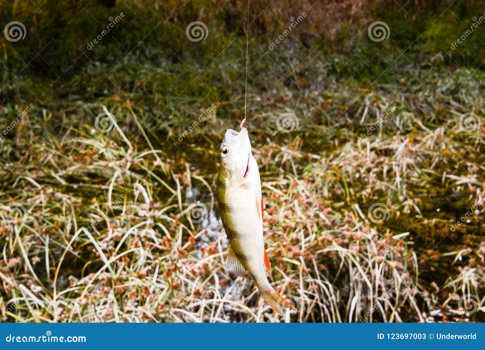 Pesce Catched Da Un Pescatore Immagine Stock - Immagine di tenuta ...