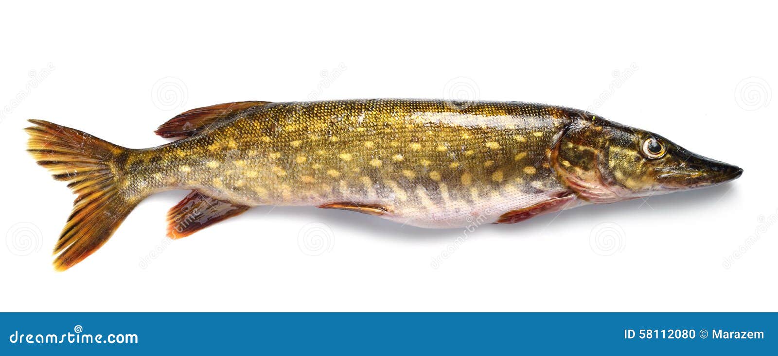 Pesce crudo del luccio fotografia stock. Immagine di orizzontale - 58112080