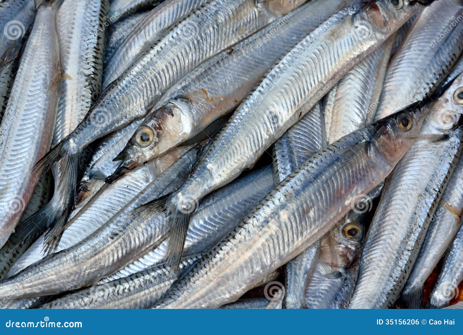 Pesce dei bianchetti fotografia stock. Immagine di nastro - 35156206