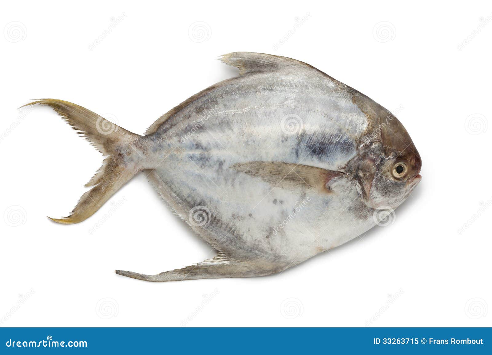 Pesce dei pesci castagna immagine stock. Immagine di mare - 33263715