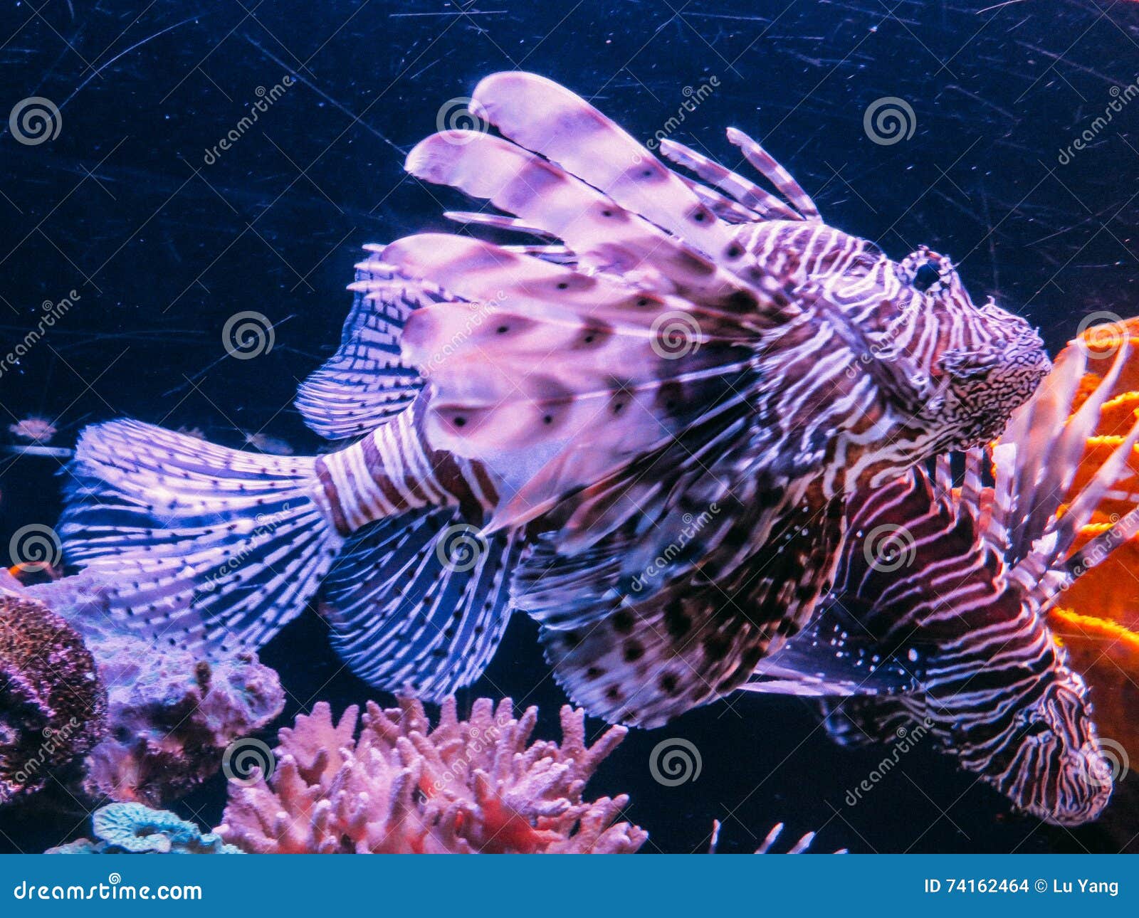 Pesce Del Leone Di Mar Rosso Fotografia Stock - Immagine di pesci ...