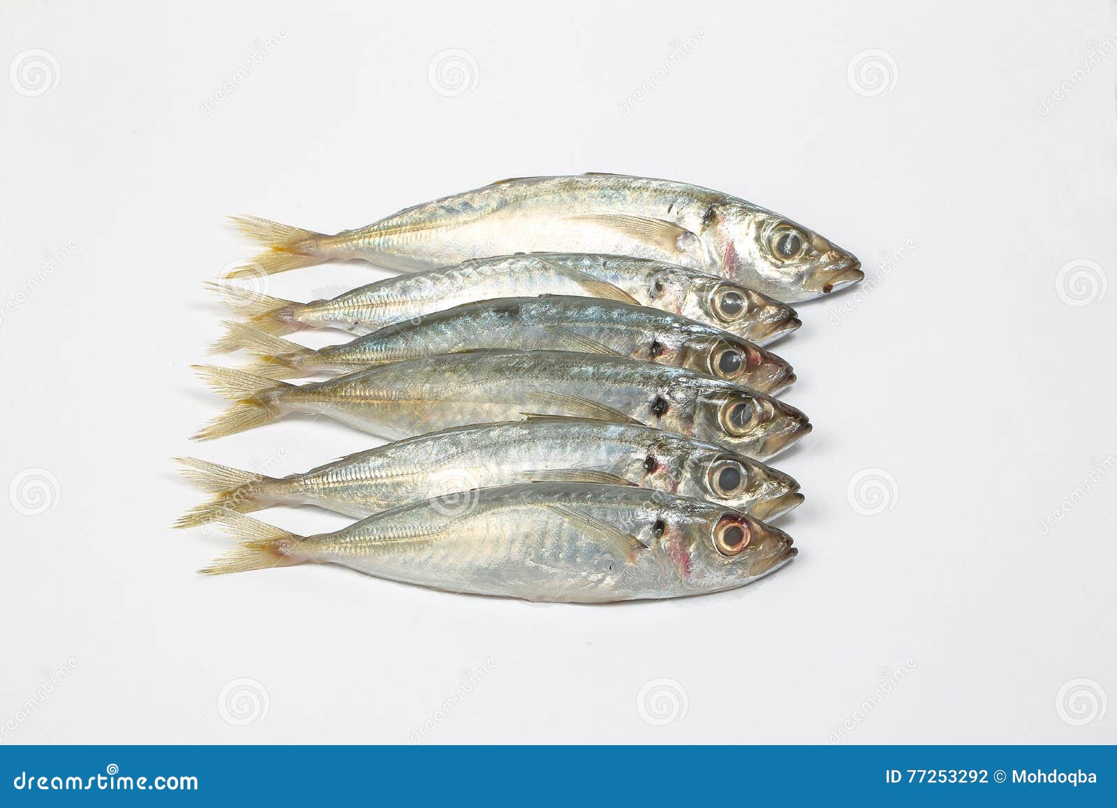 Pesce Dell'aringa Della Sardina Della Sardina Fotografia Stock ...