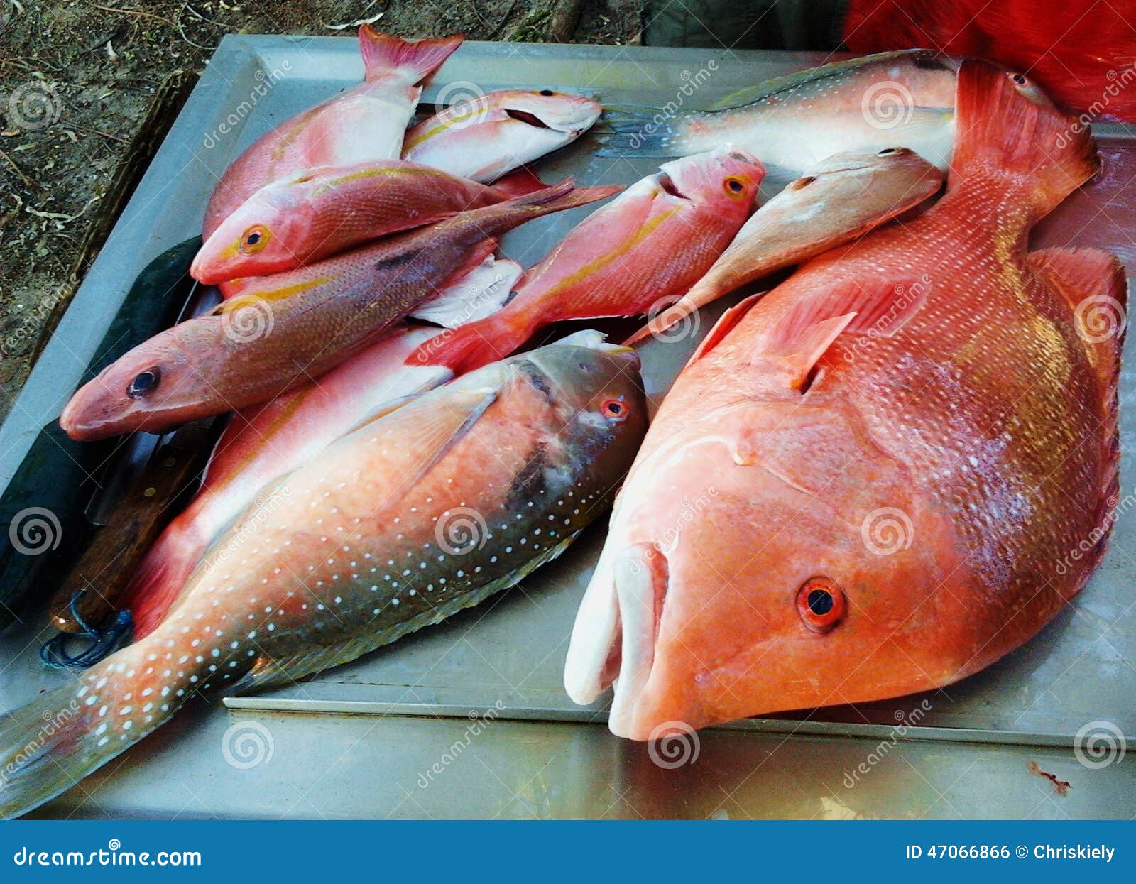 Pesce Dell'imperatore E Pesce Pappagallo Rossi Australia Fotografia ...