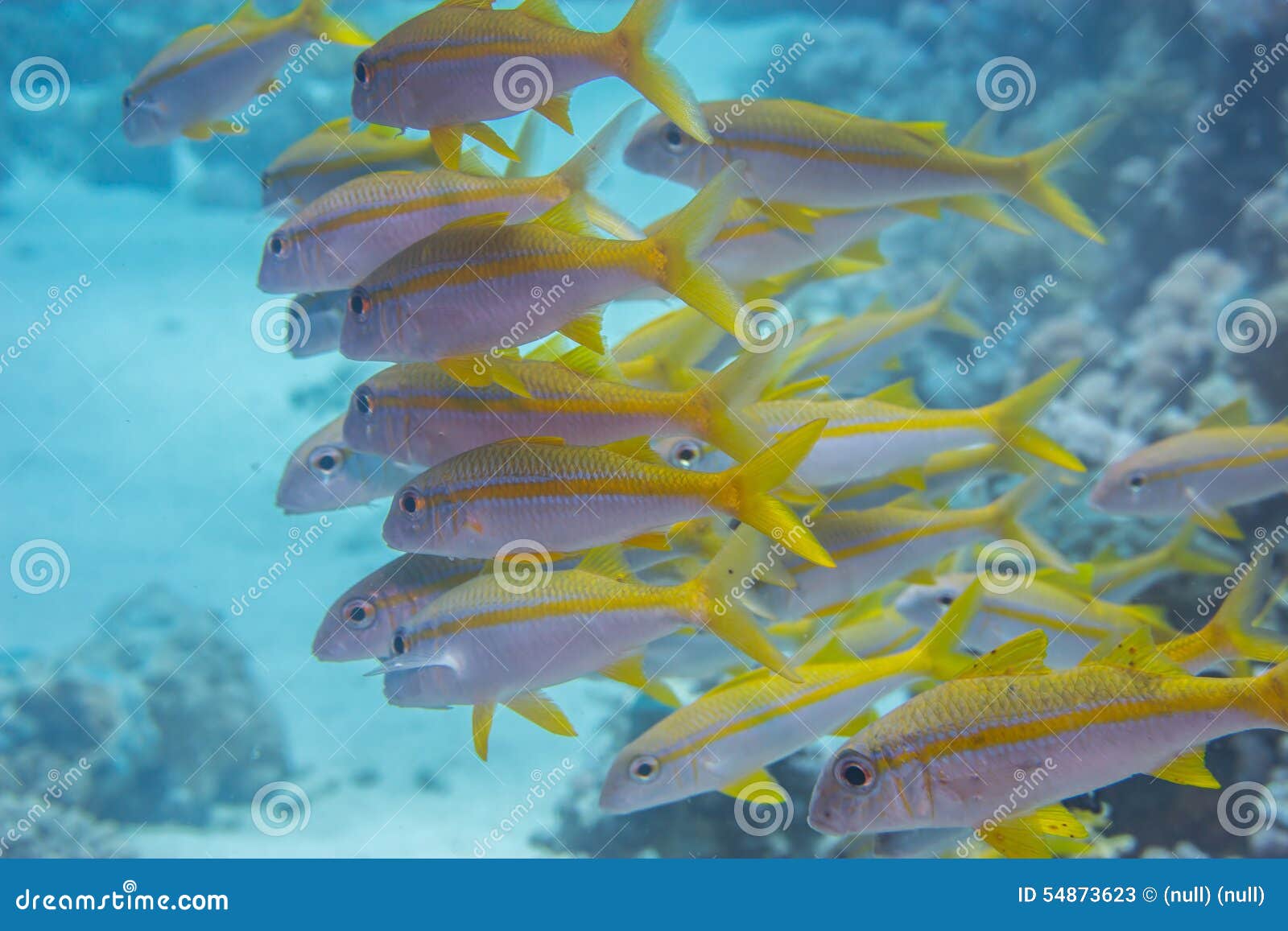 Pesce della capra immagine stock. Immagine di esotico - 54873623