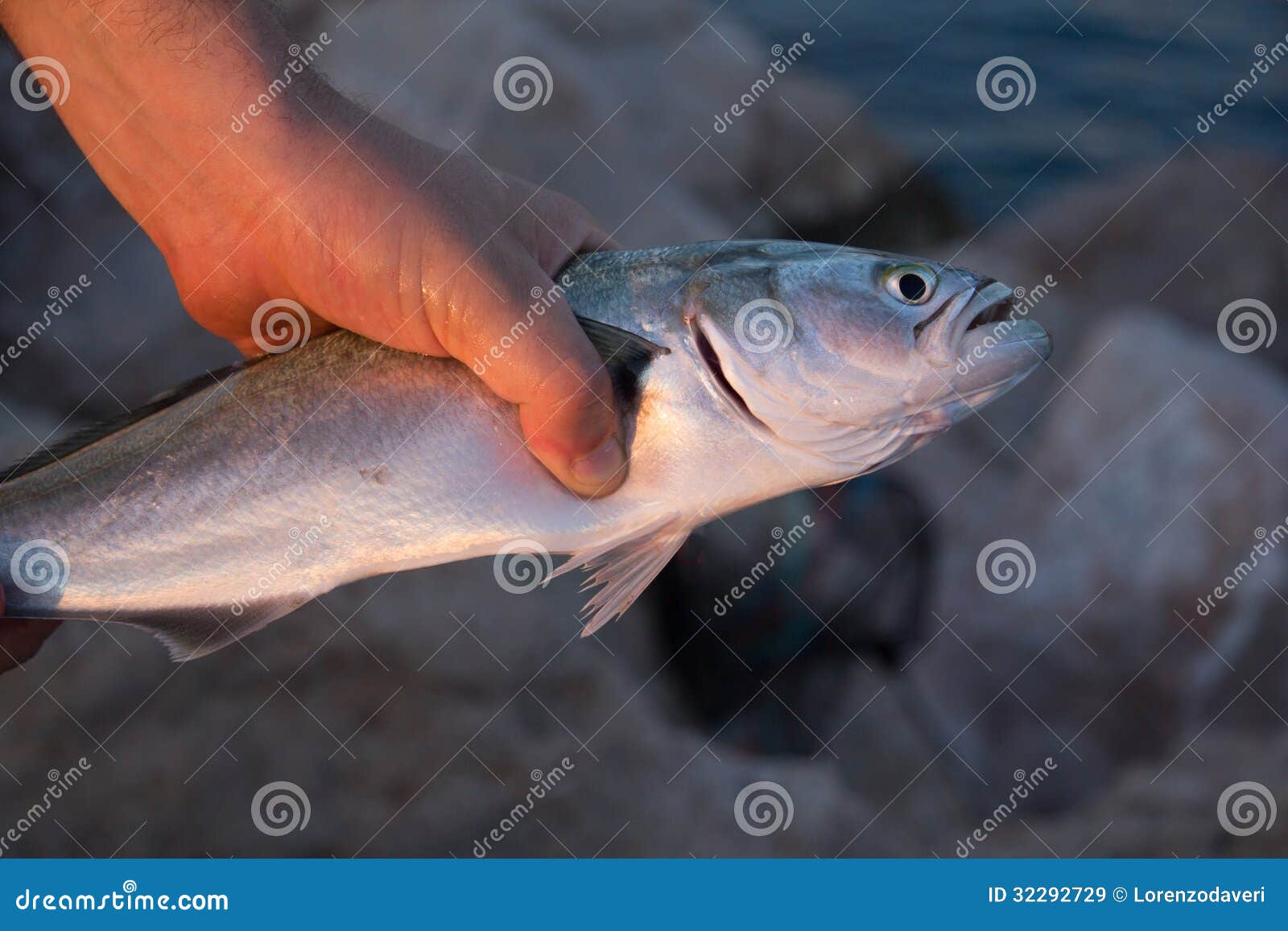 Pesce Della Tenuta Della Mano Immagine Stock - Immagine di mare ...