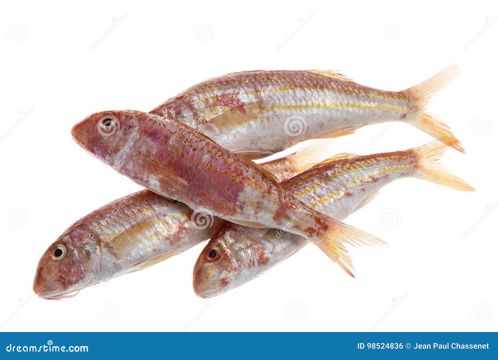 Pesce Della Triglia Isolato Su Bianco Fotografia Stock - Immagine di ...