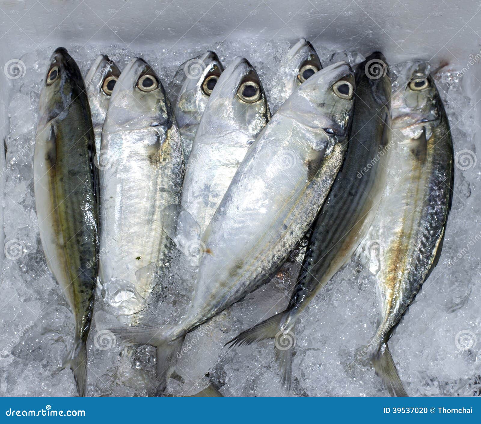 Pesce Dello Sgombro Dall'oceano Dell'India Fotografia Stock - Immagine ...