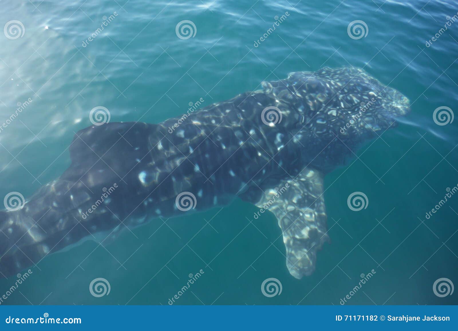 Pesce Dello Squalo Balena Nel Mare Fotografia Stock - Immagine di ...