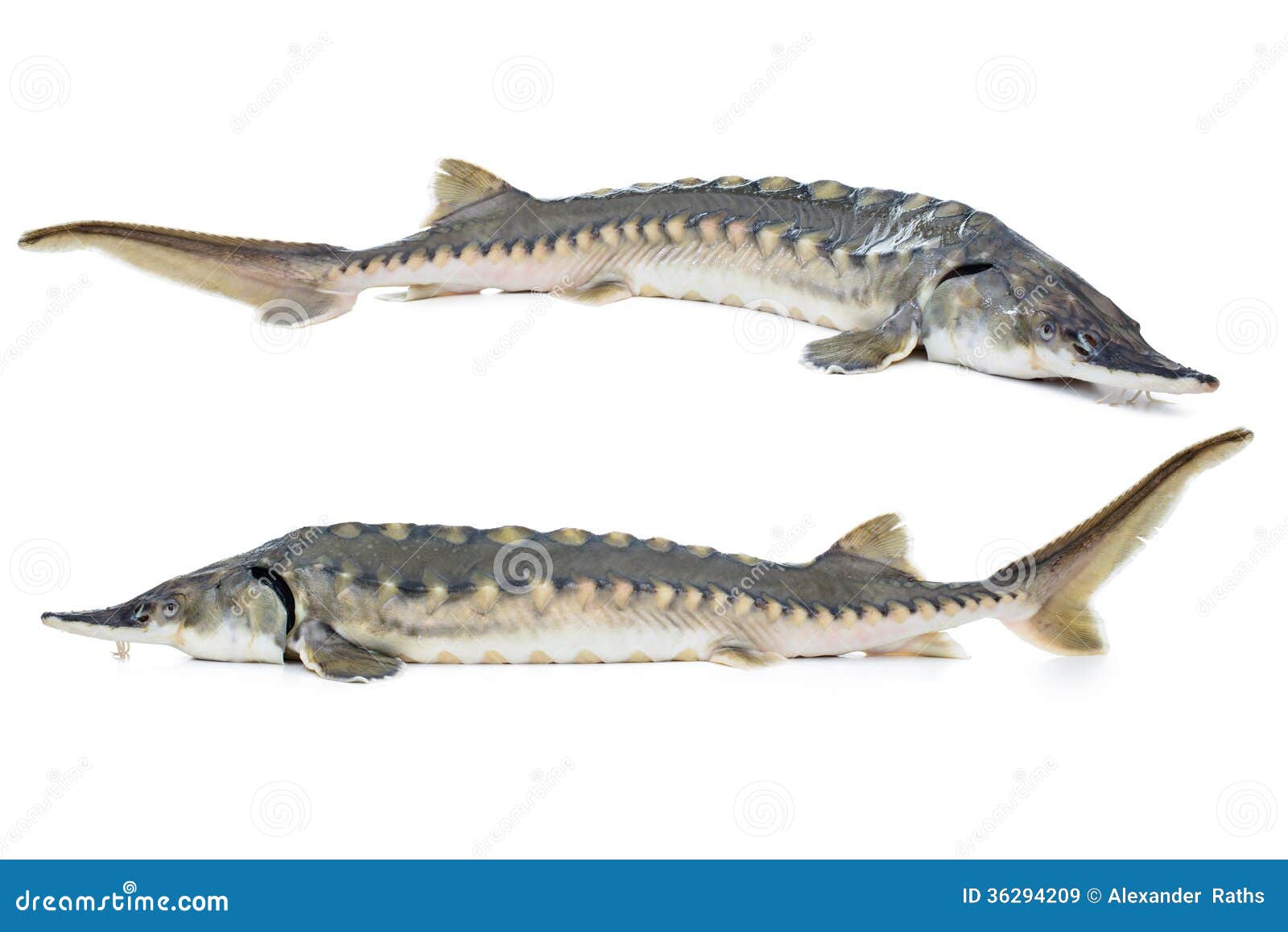 Pesce dello storione immagine stock. Immagine di nave - 36294209