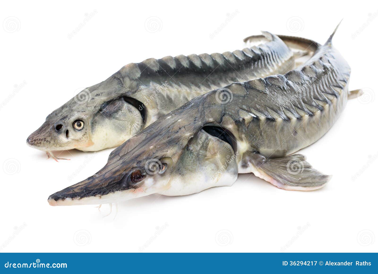 Pesce dello storione immagine stock. Immagine di interferire - 36294217