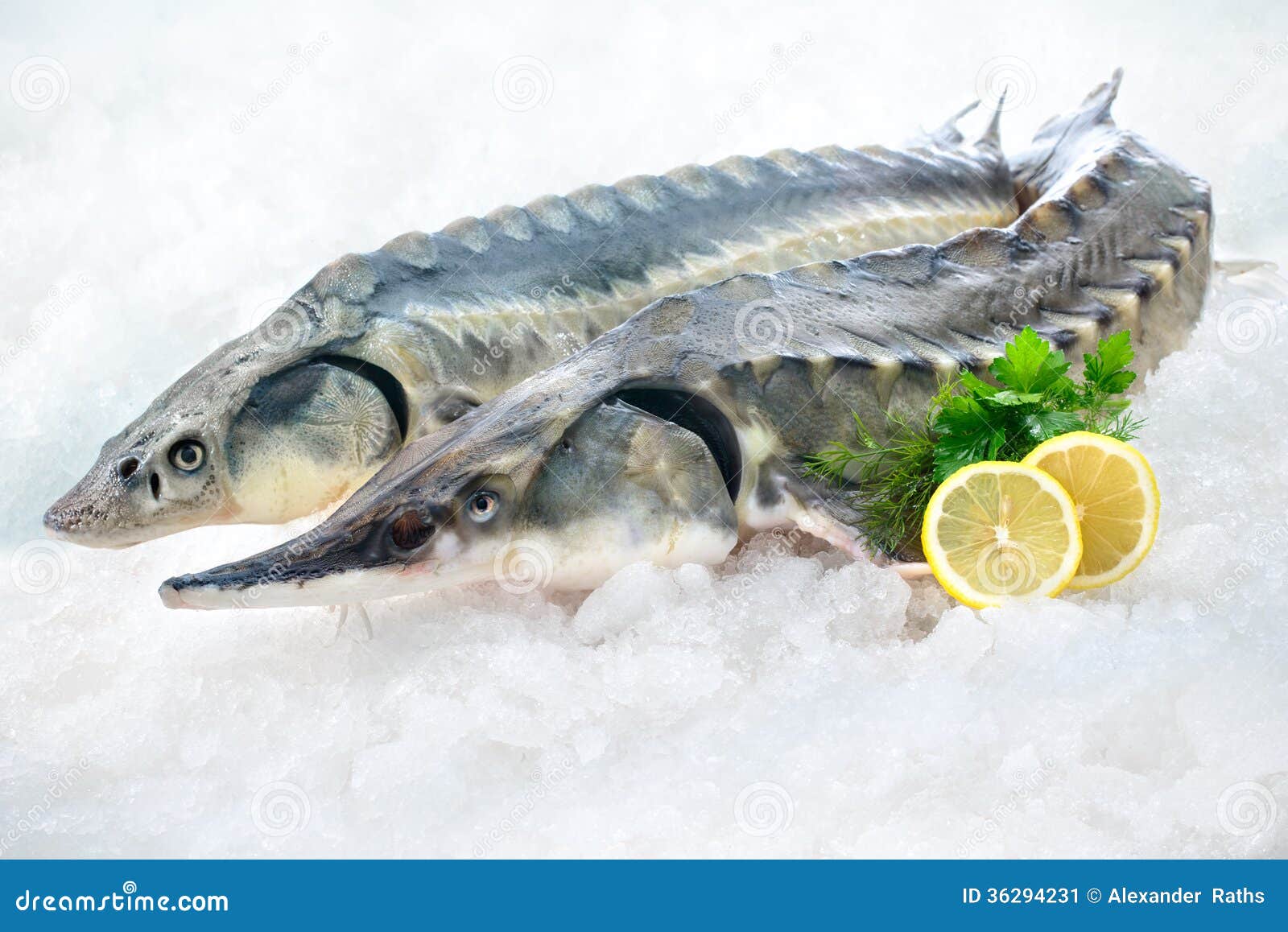 Pesce dello storione immagine stock. Immagine di vita - 36294231