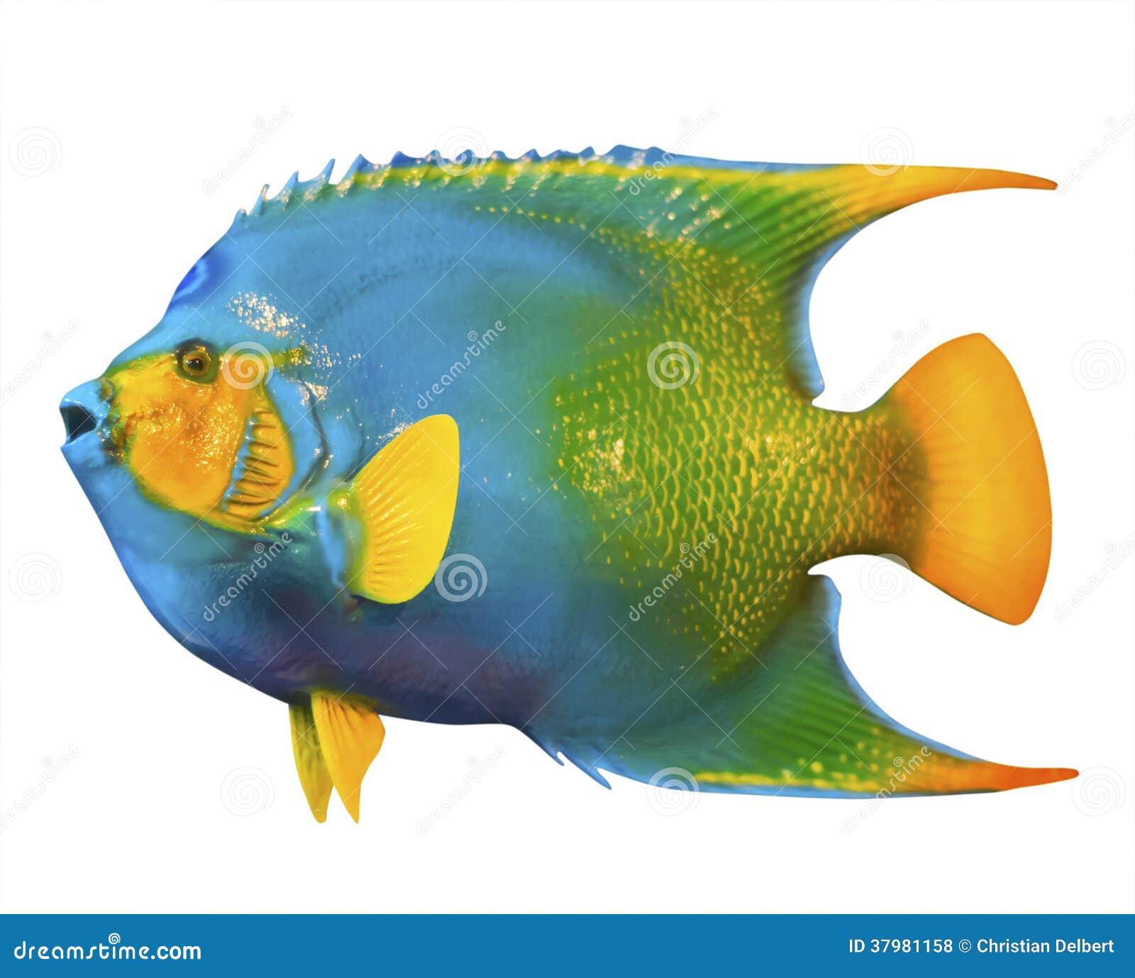 Pesce di angelo fotografia stock. Immagine di mare, vita - 37981158