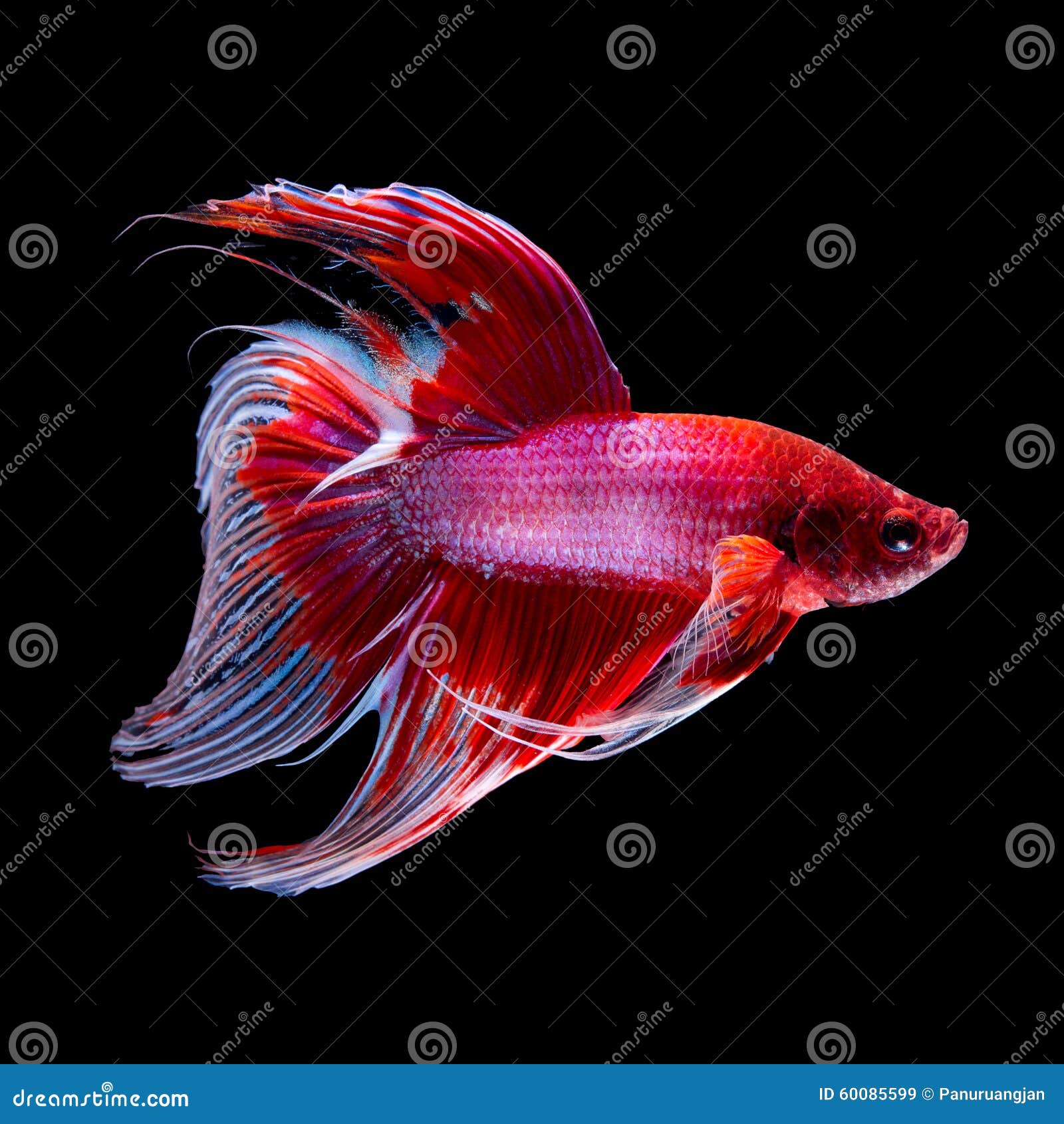 Pesce di Betta sul nero immagine stock. Immagine di coda - 60085599