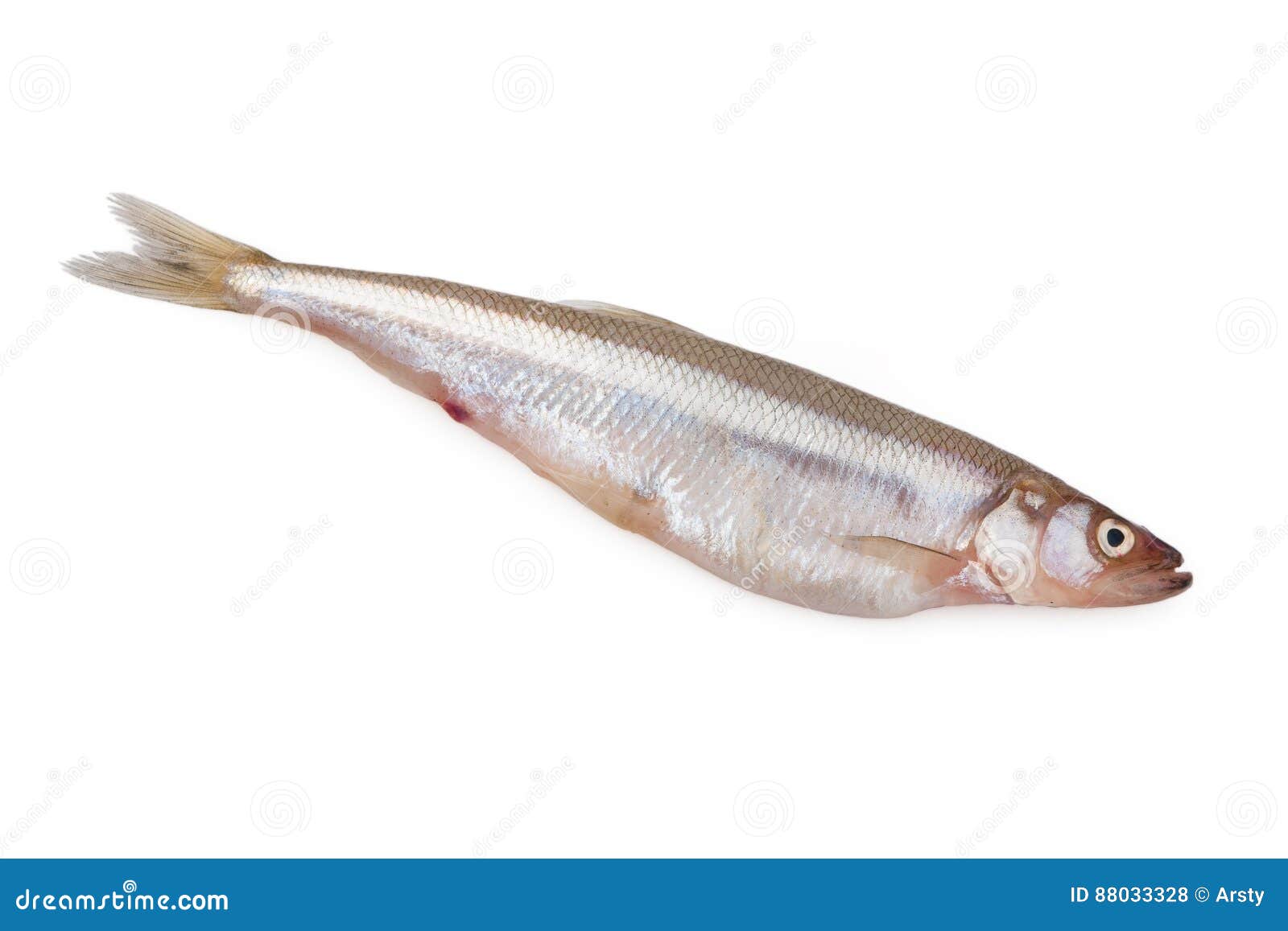 Pesce di coregone bianco fotografia stock. Immagine di pesci - 88033328