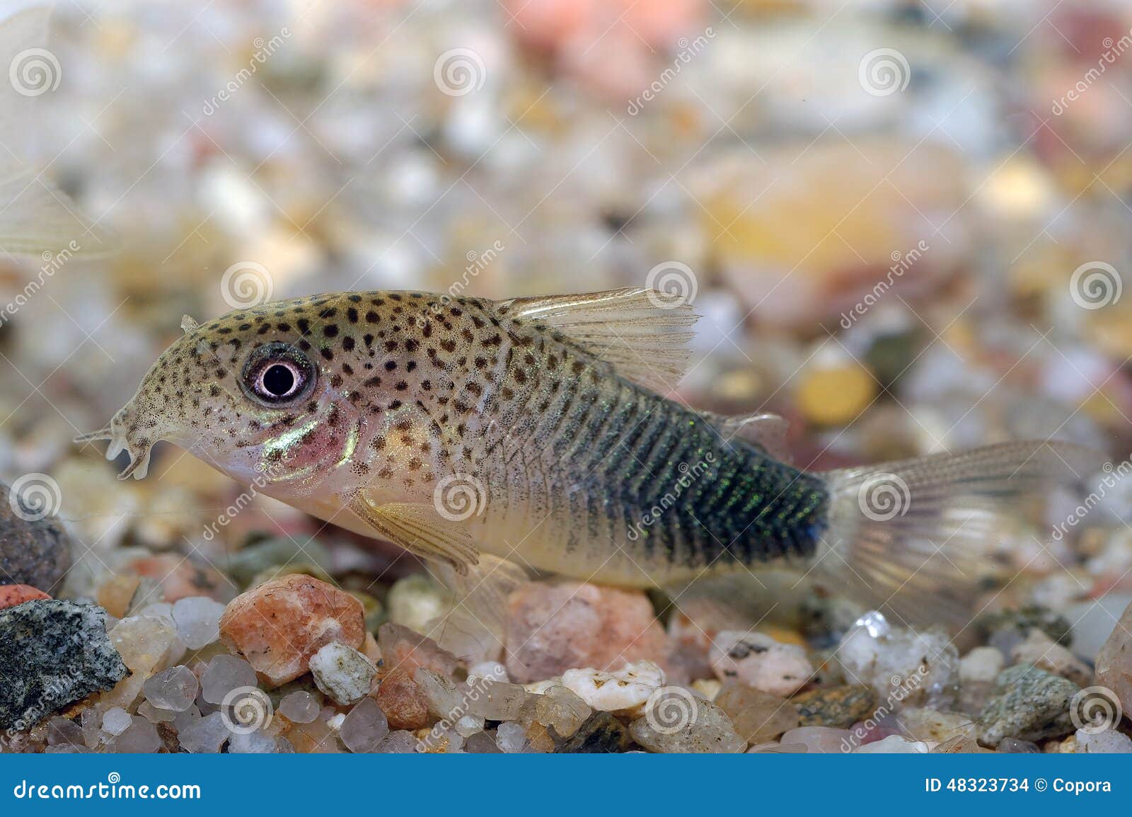 Pesce di Corydoras fotografia stock. Immagine di domestico - 48323734