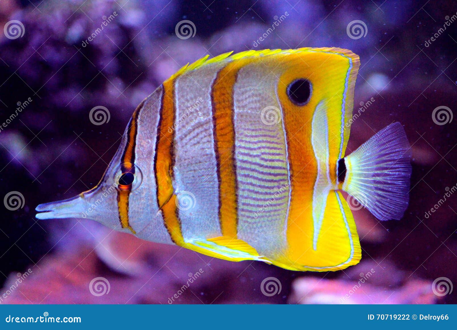 Pesce Di Mare Giallo E Bianco Fotografia Stock - Immagine di nave, vita ...