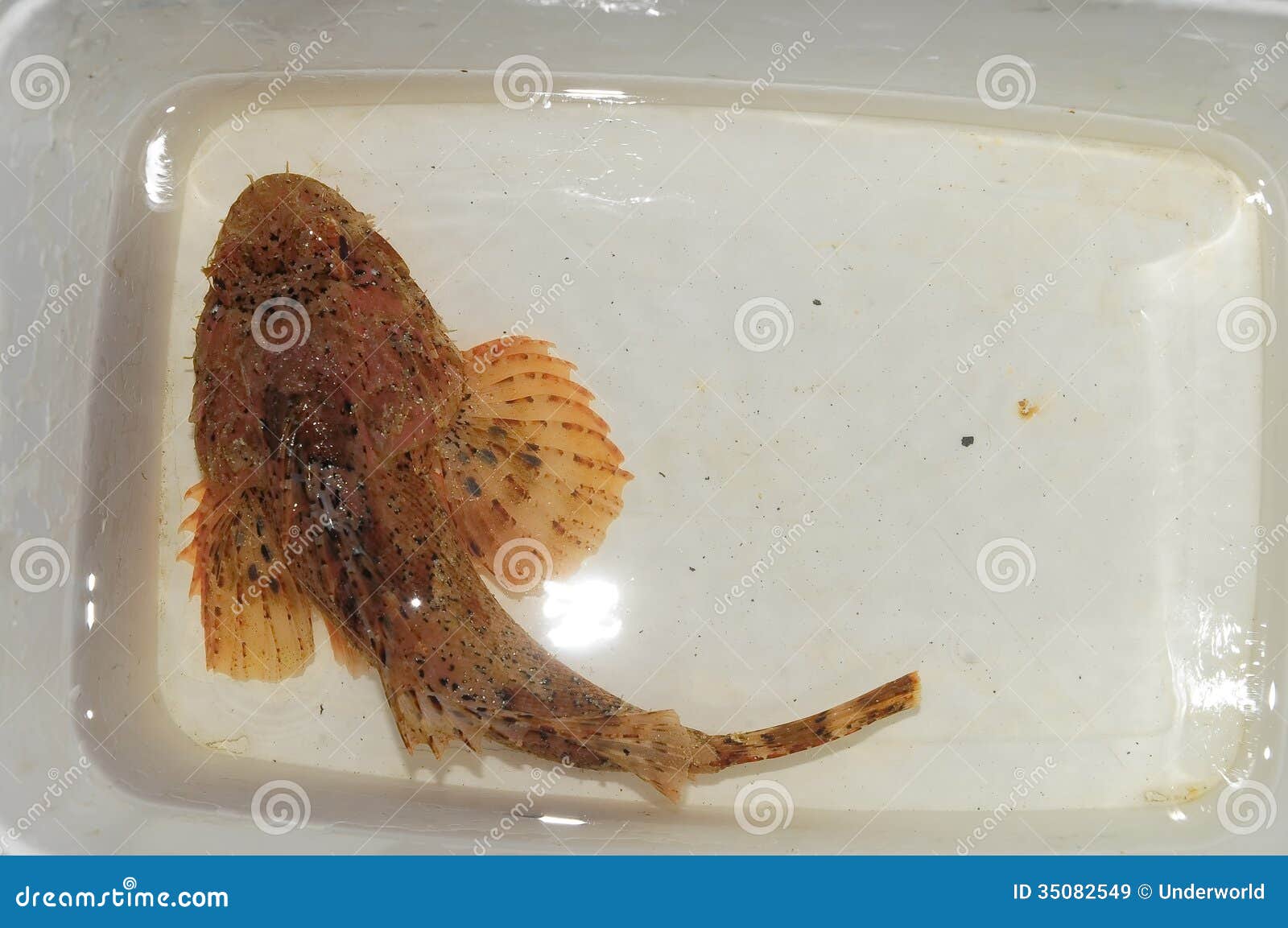 Pesce Di Mare Rosso Della Roccia Immagine Stock - Immagine di oceano ...