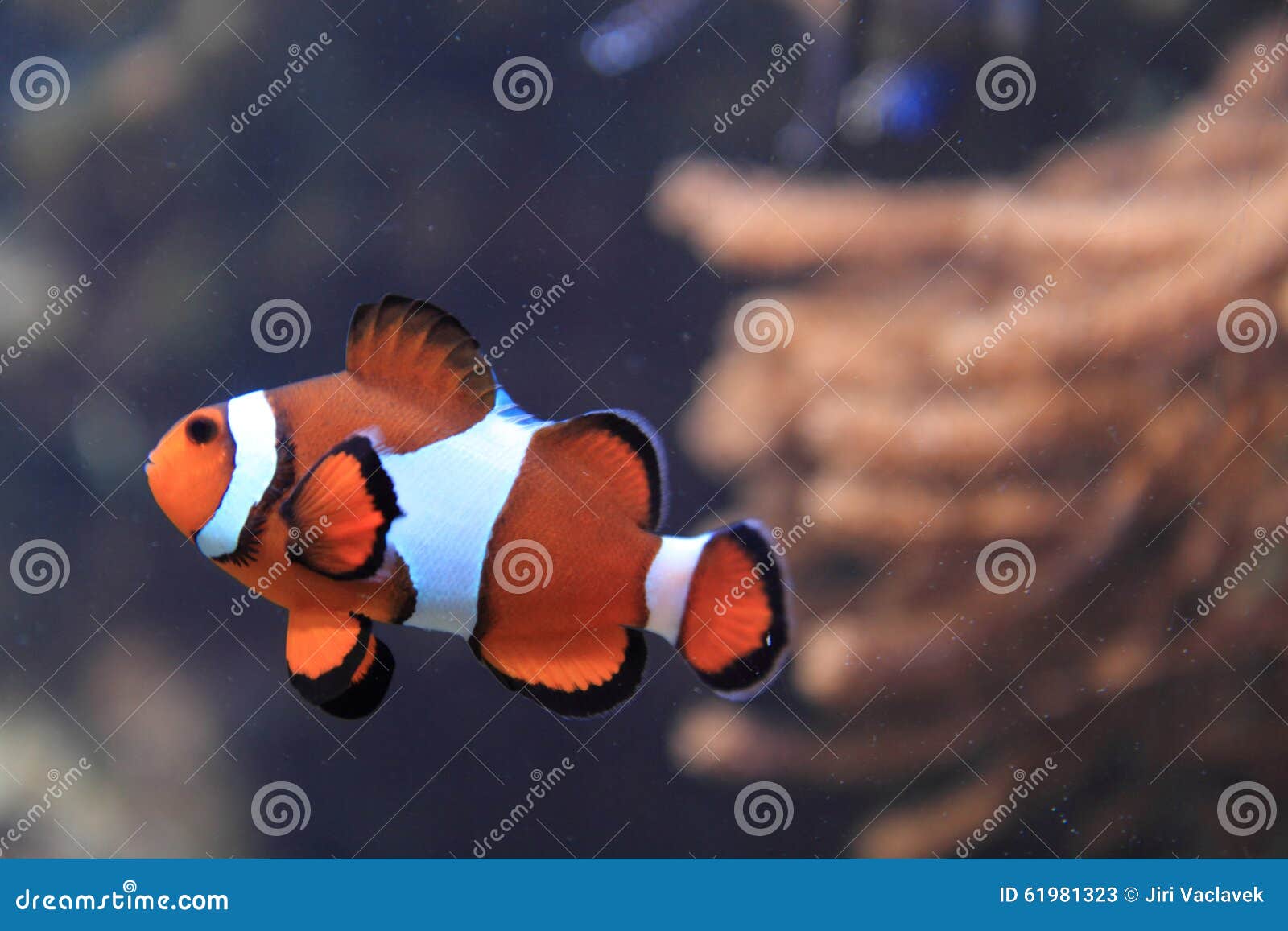 Pesce Di Nemo (pesce Del Pagliaccio) Immagine Stock - Immagine di ...