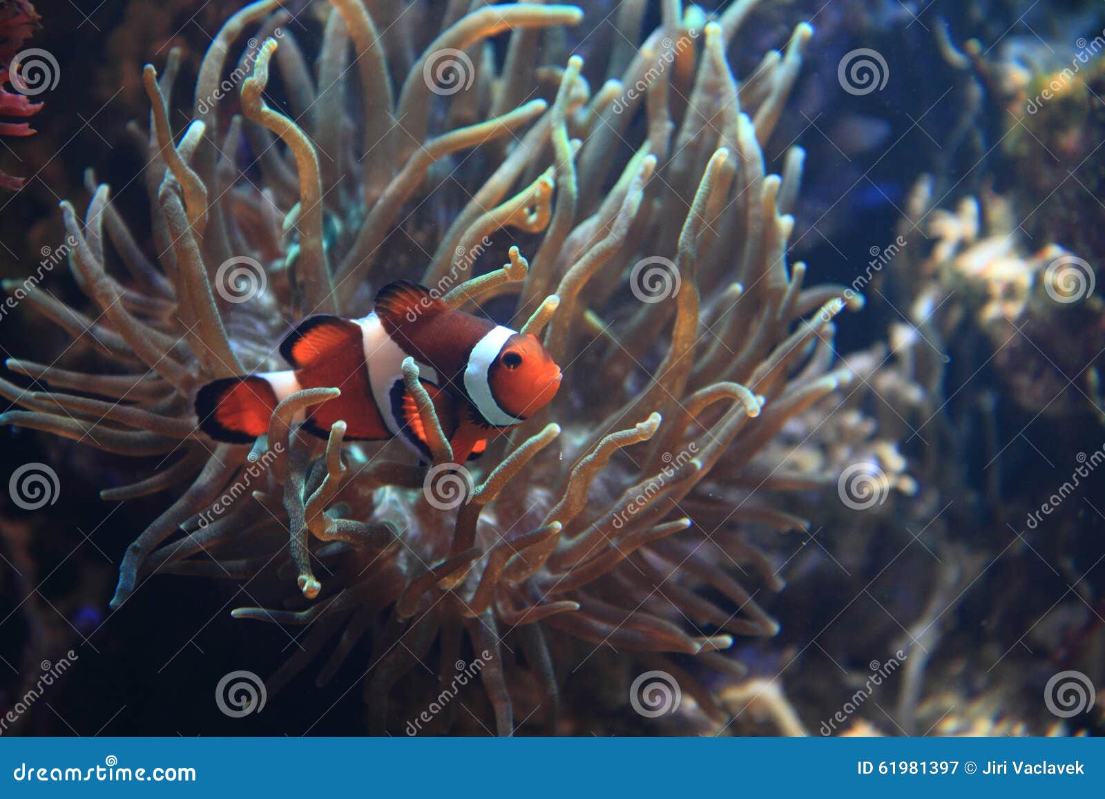 Pesce Di Nemo (pesce Del Pagliaccio) Immagine Stock - Immagine di vita ...