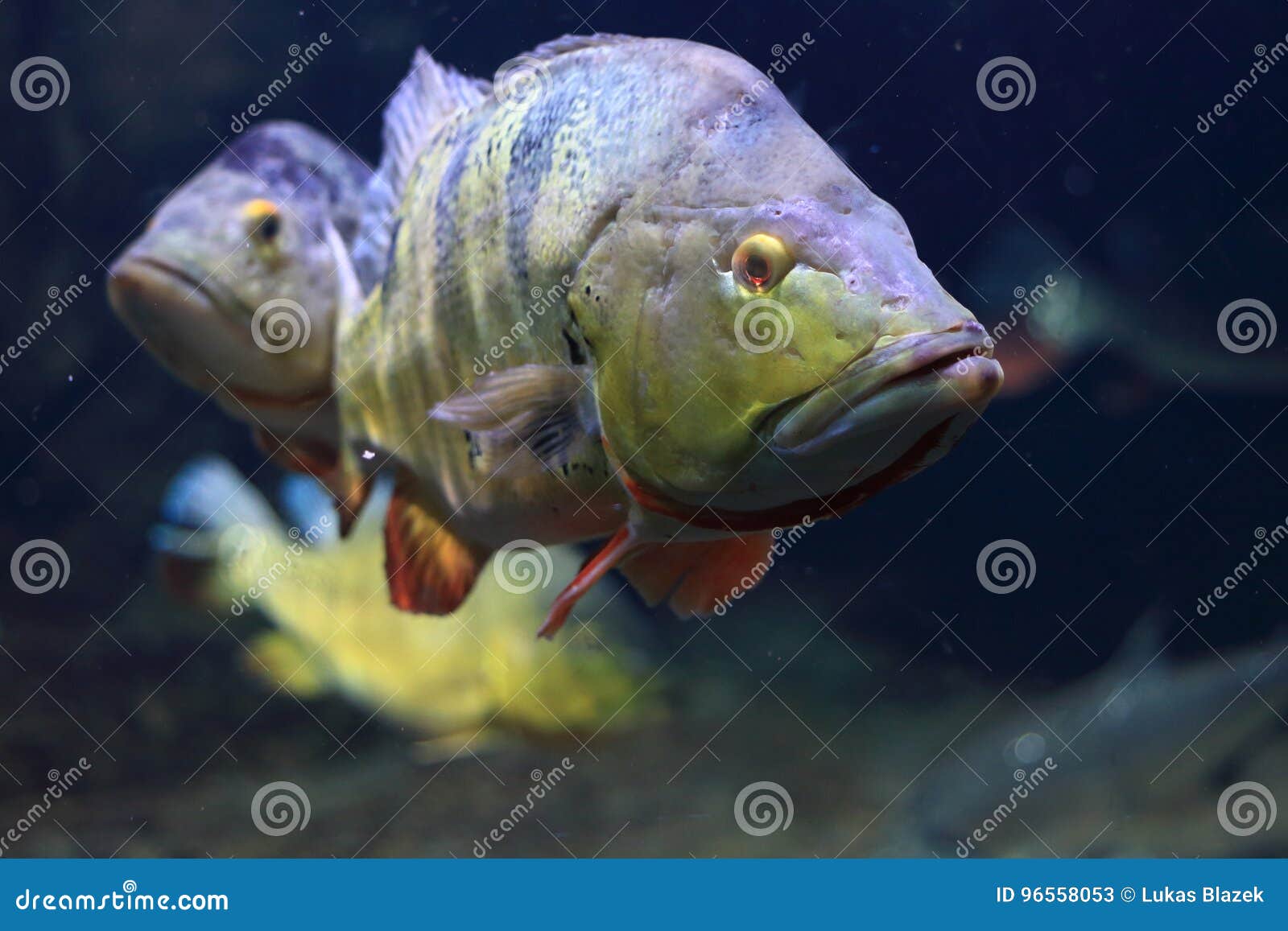 Pesce di Oscar della tigre immagine stock. Immagine di fiume - 96558053