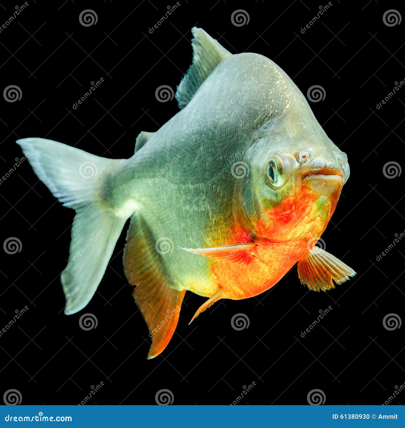 Pesce di Tambaqui Pacu fotografia stock. Immagine di aletta - 61380930