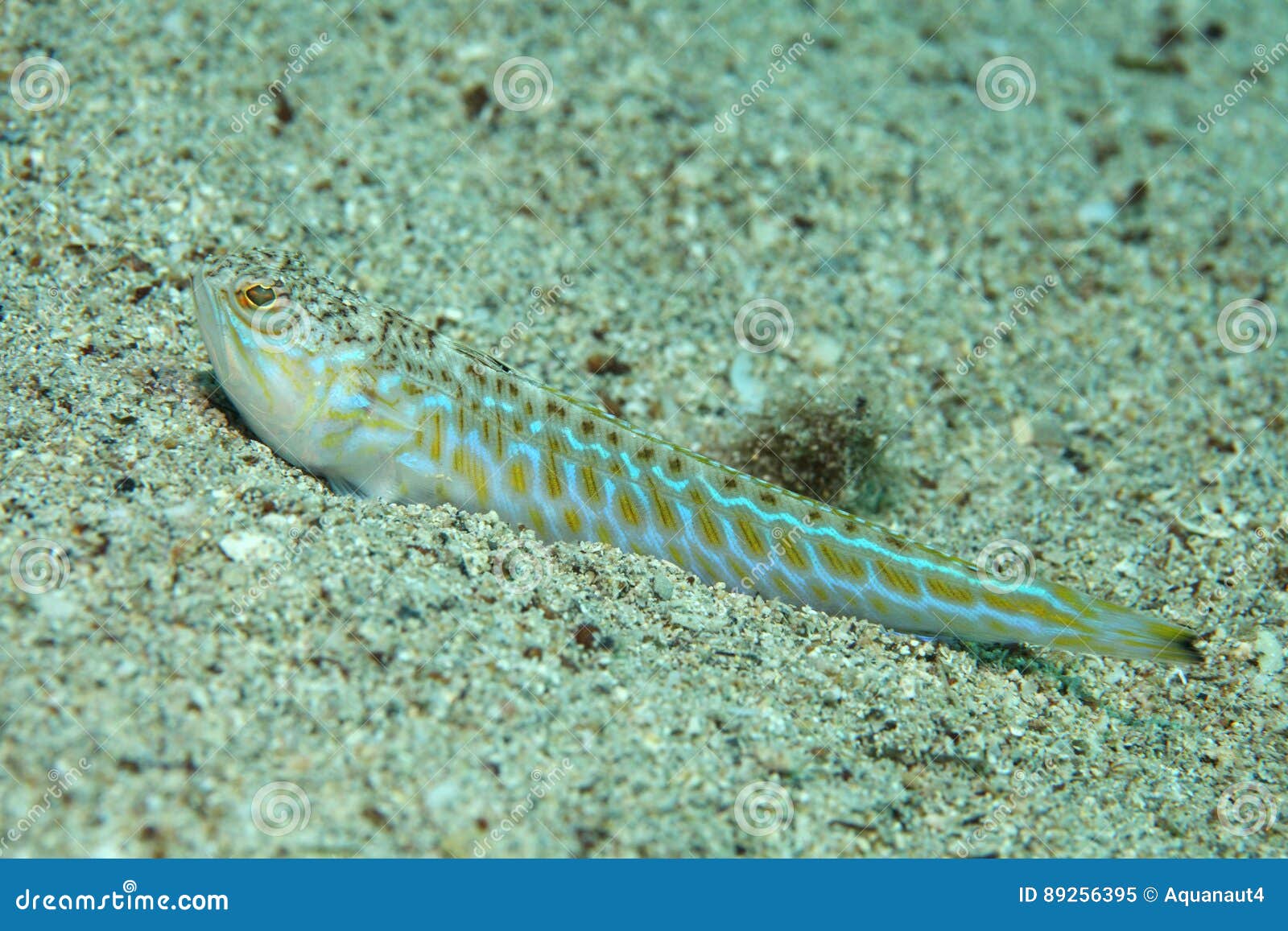 Pesce di tracina drago immagine stock. Immagine di festa - 89256395