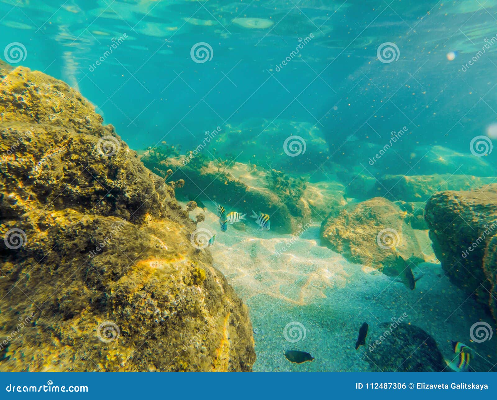 Pesce E Coralli Tropicali Nel Mare Sotto Acqua Fotografia Stock ...