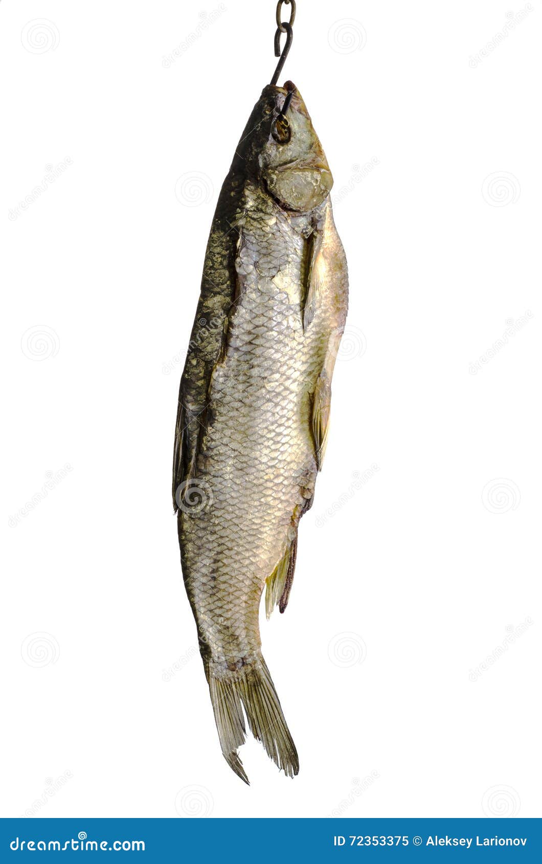 Pesce essiccato 3 immagine stock. Immagine di chiusura - 72353375