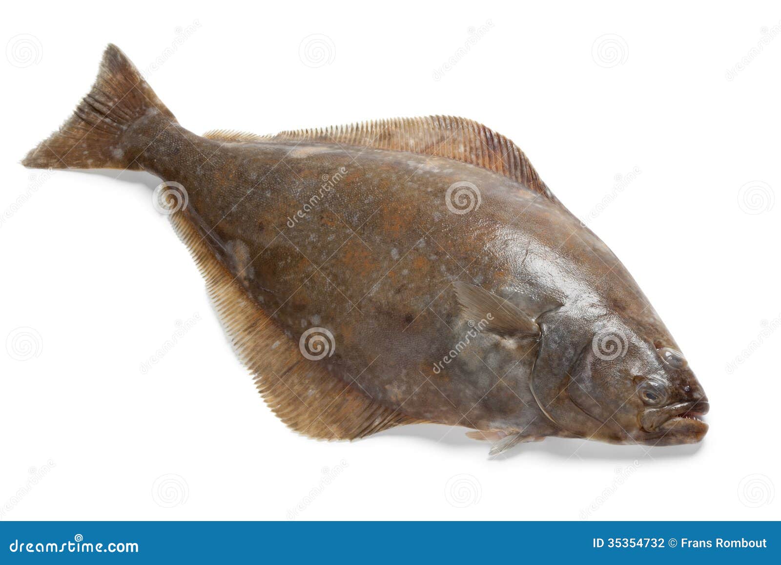 Pesce fresco dell'halibut fotografia stock. Immagine di studio - 35354732