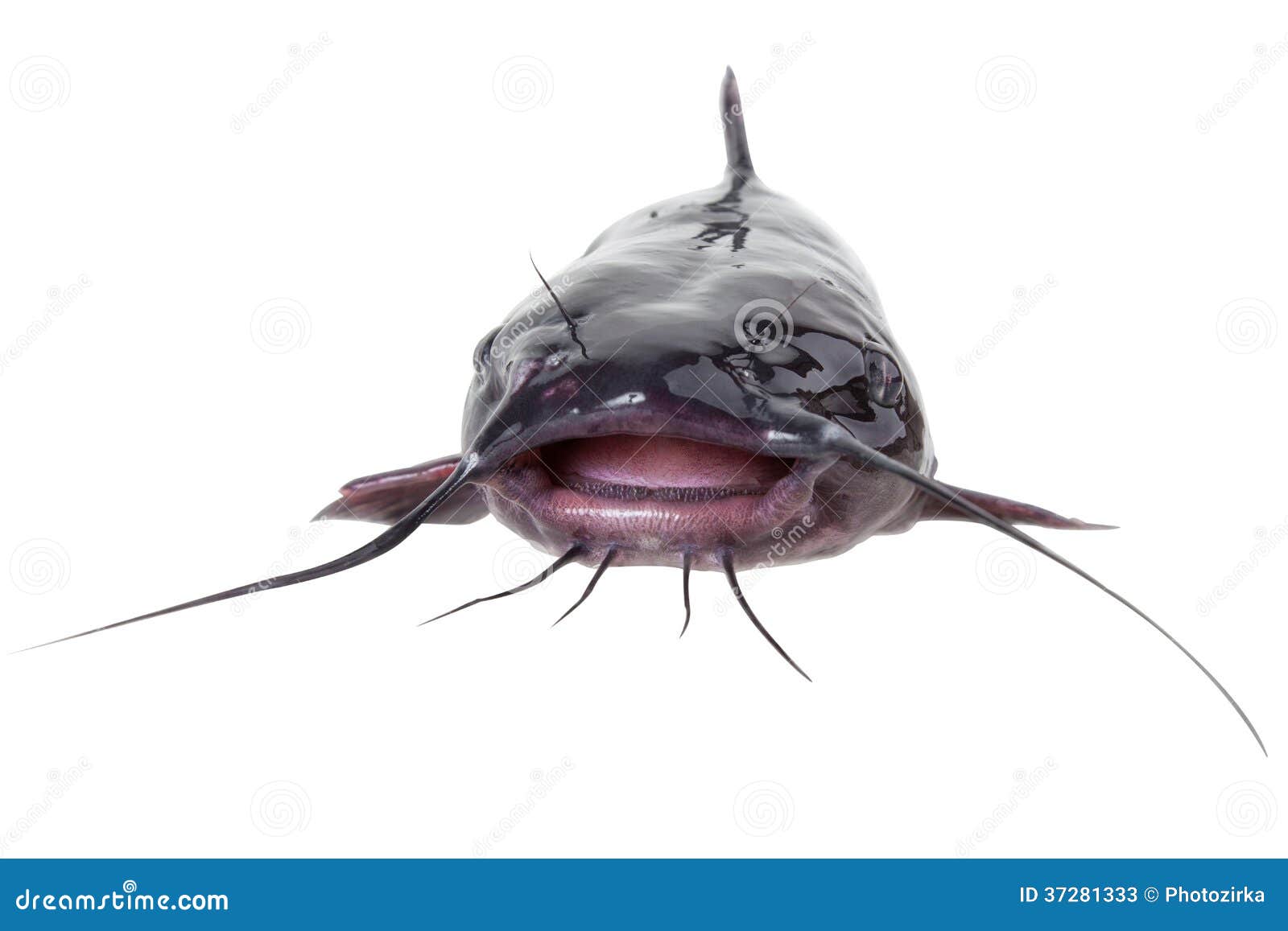 Pesce gatto immagine stock. Immagine di catfish, americano - 37281333