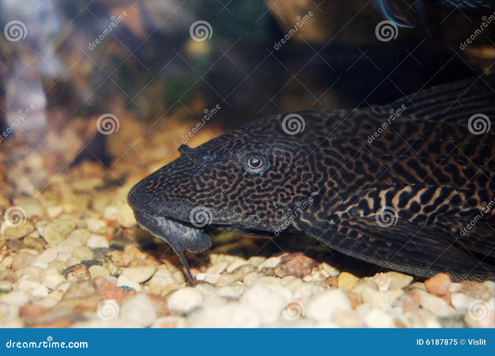Pesce gatto in acquario immagine stock. Immagine di occhio - 6187875