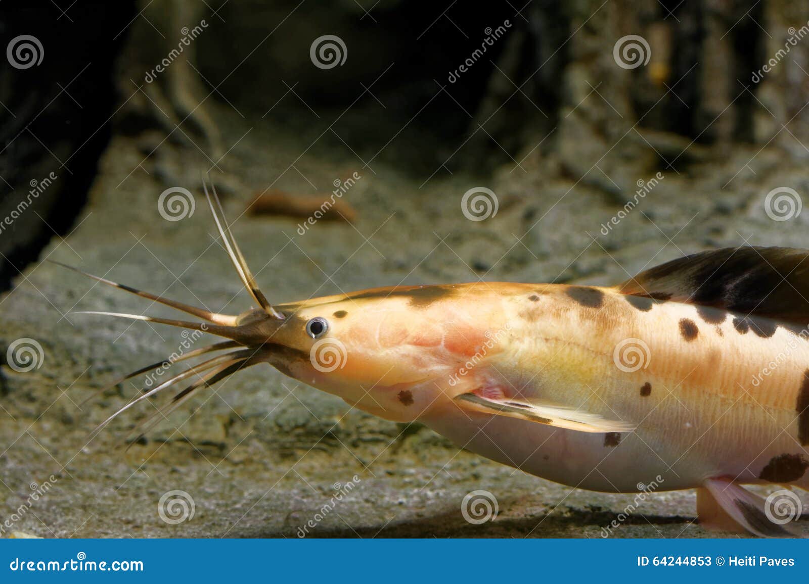 Pesce Gatto Africano Dello Sharptooth Immagine Stock - Immagine di ...