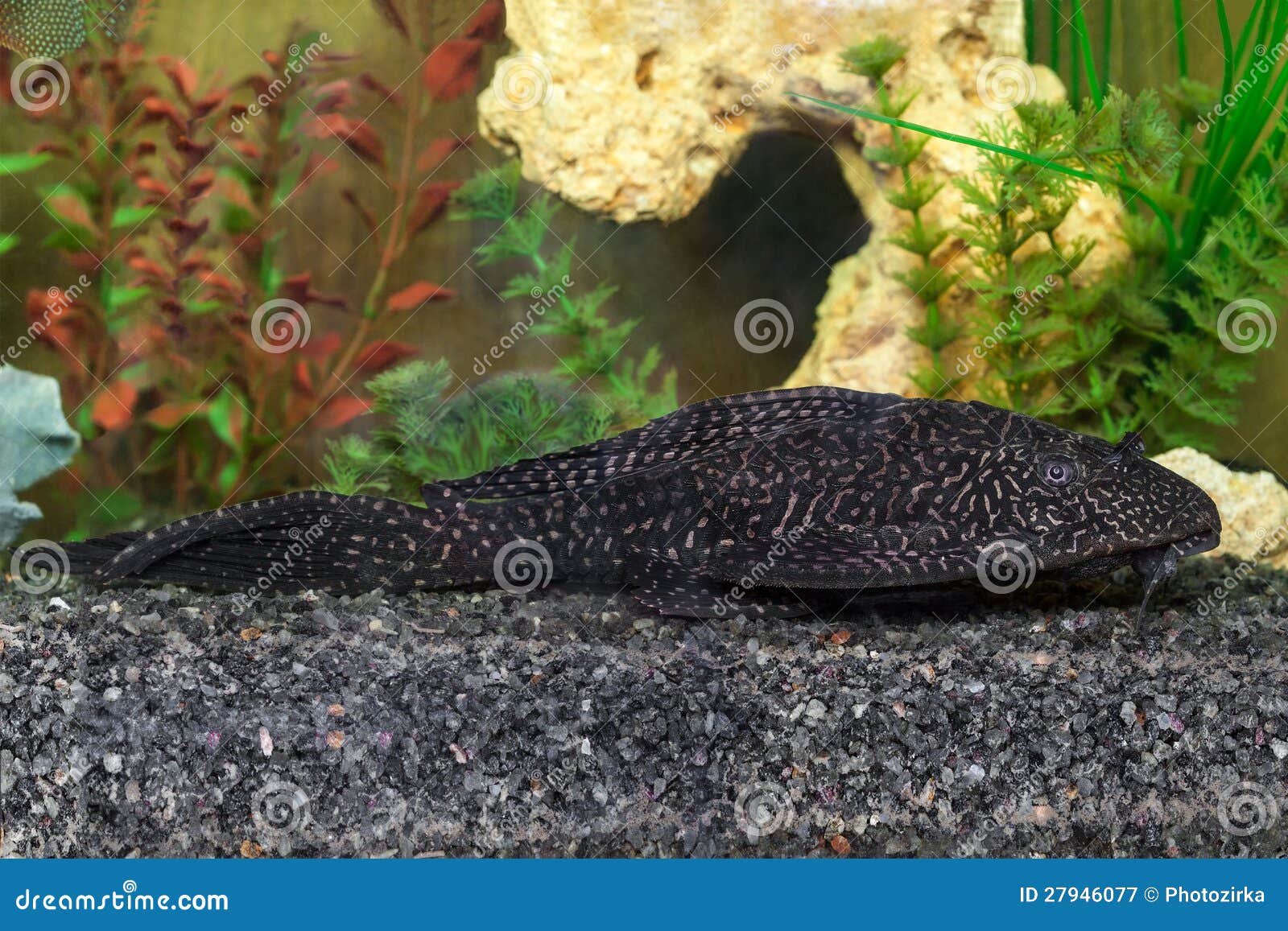 Pesce gatto dell'acquario immagine stock. Immagine di freshwater - 27946077