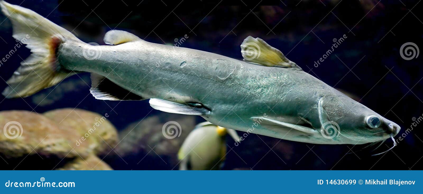 Pesce gatto di mare 1 immagine stock. Immagine di marino - 14630699