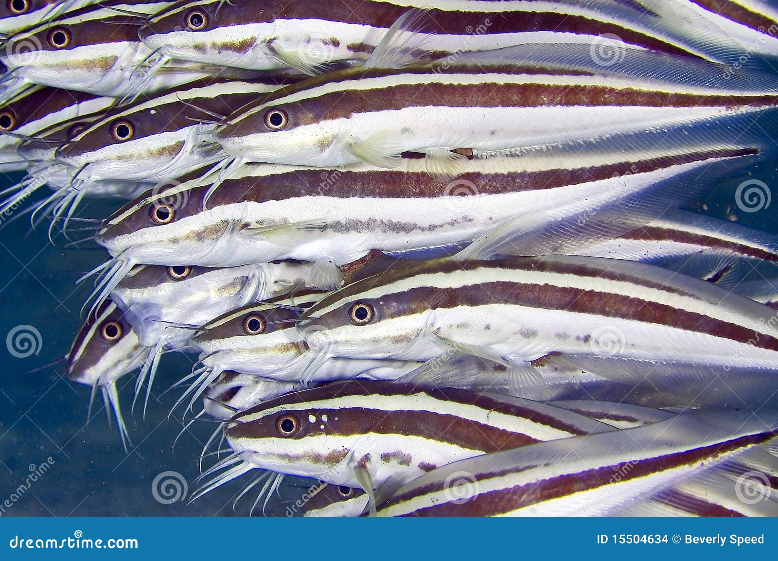 Pesce gatto a strisce fotografia stock. Immagine di immersione - 15504634