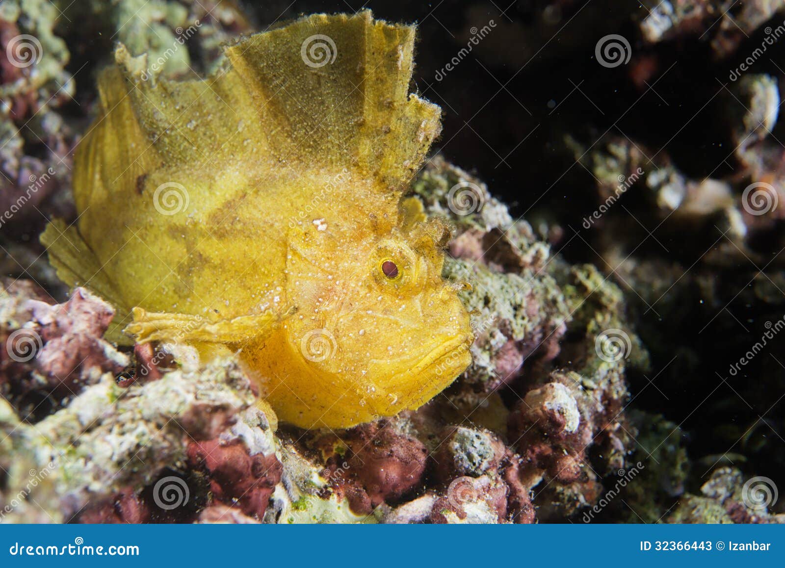 Pesce Giallo Della Foglia a Cebu Immagine Stock - Immagine di animale ...