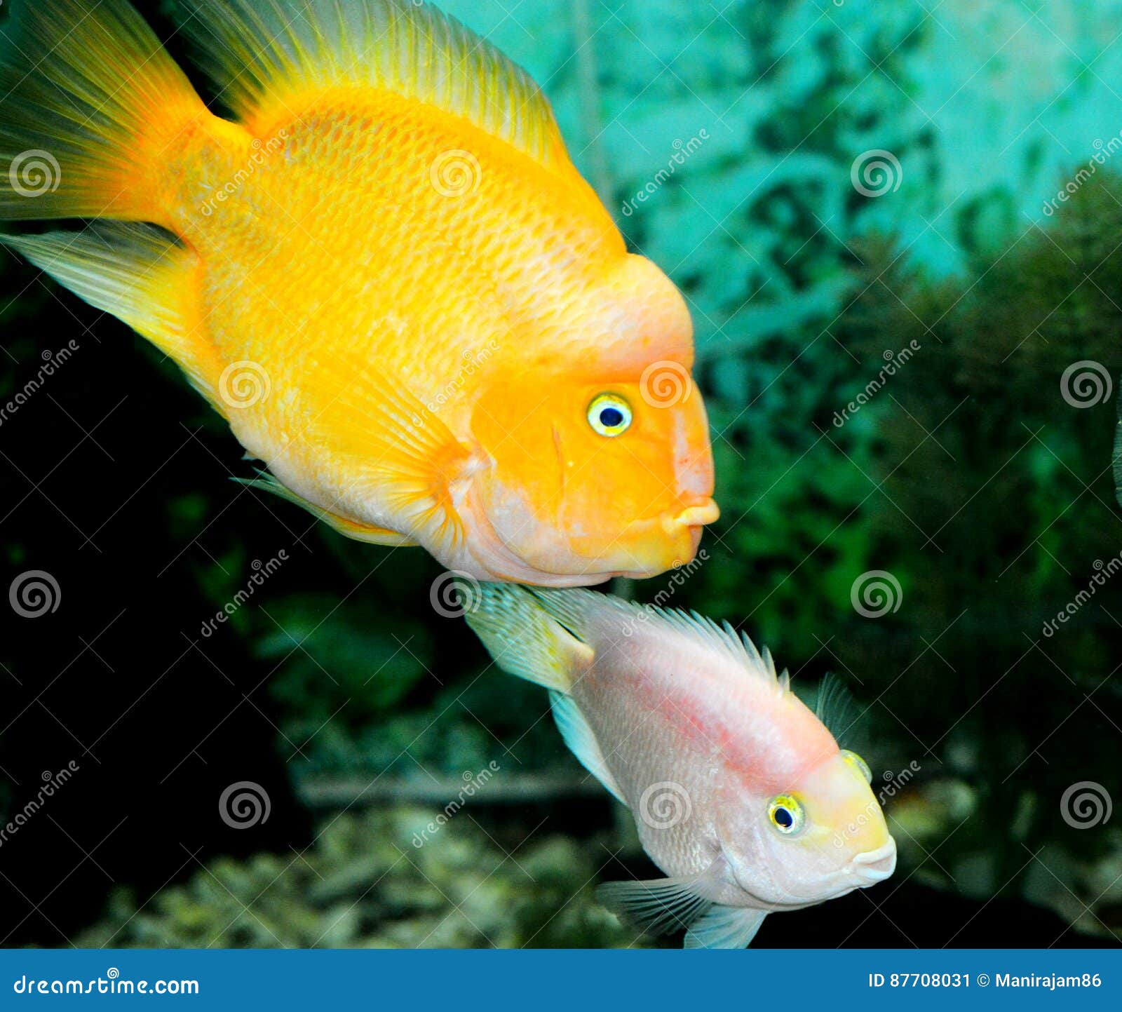 Pesce giallo di colore immagine stock. Immagine di immagine - 87708031