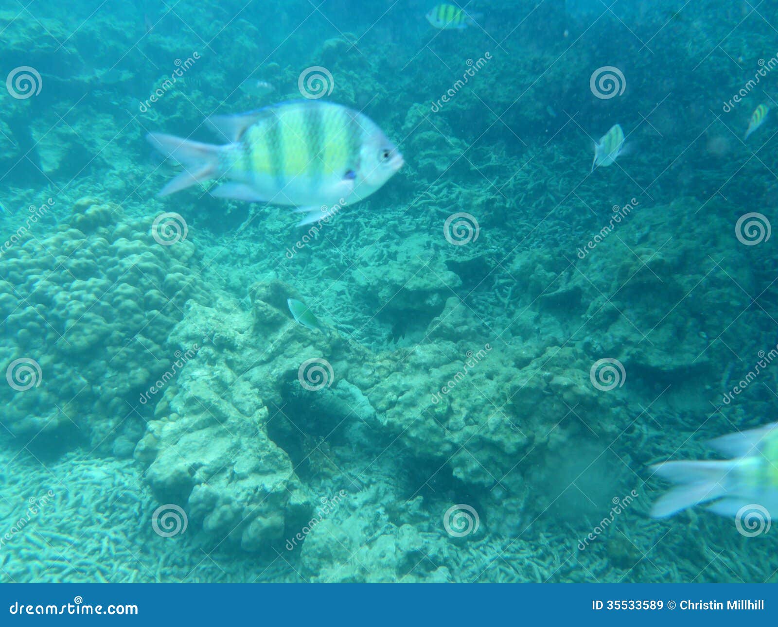 Pesce giallo sotto acqua immagine stock. Immagine di acqua - 35533589