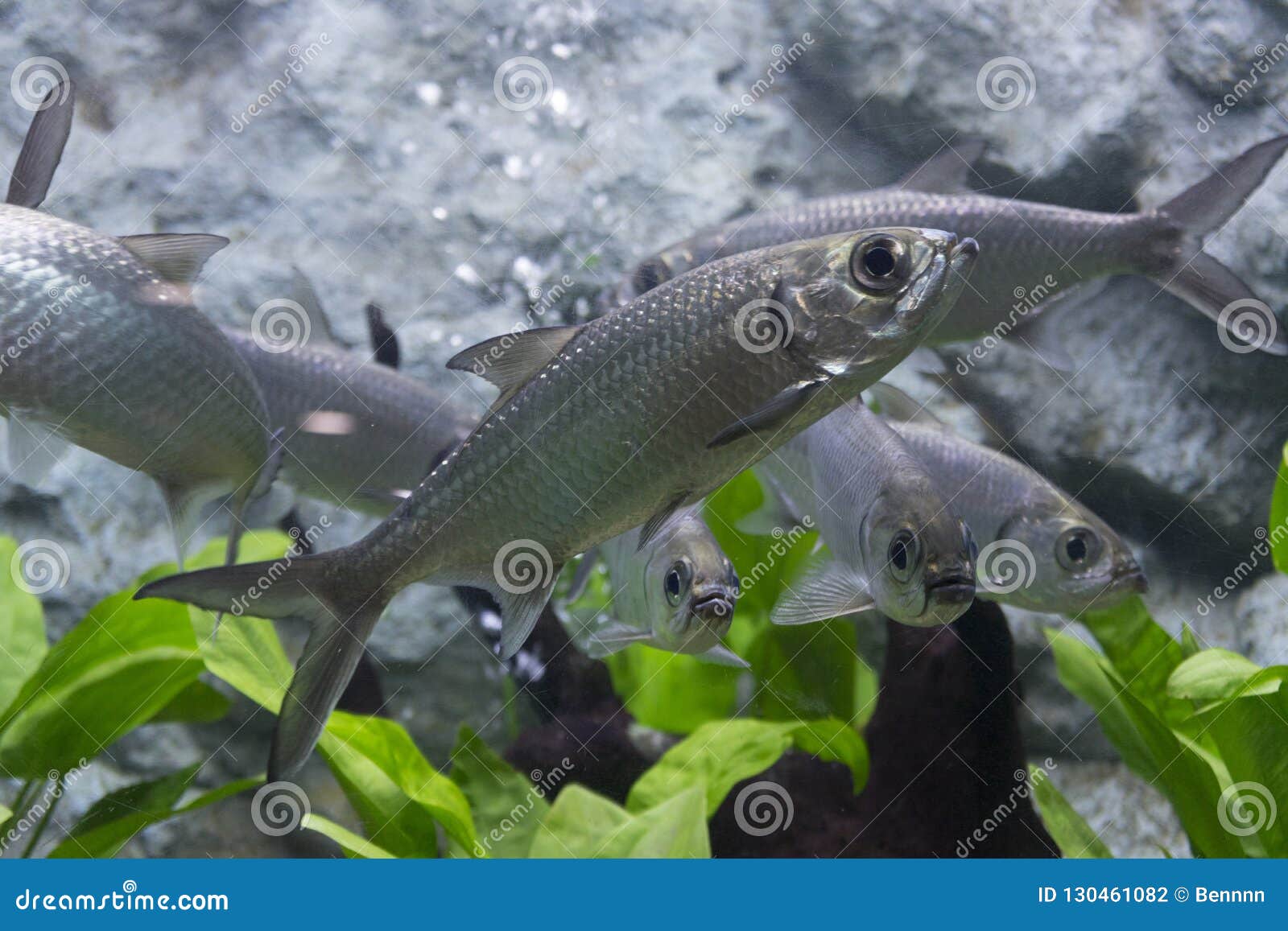Pesce Indo-pacifico Del Tarpone in Acquario Fotografia Stock - Immagine ...