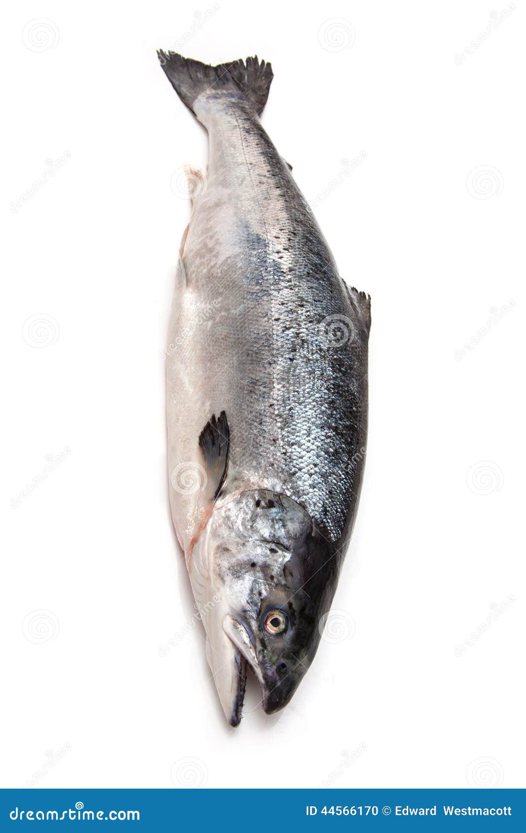Pesce Intero Del Salmone Atlantico (salmo Solare) Fotografia Stock ...