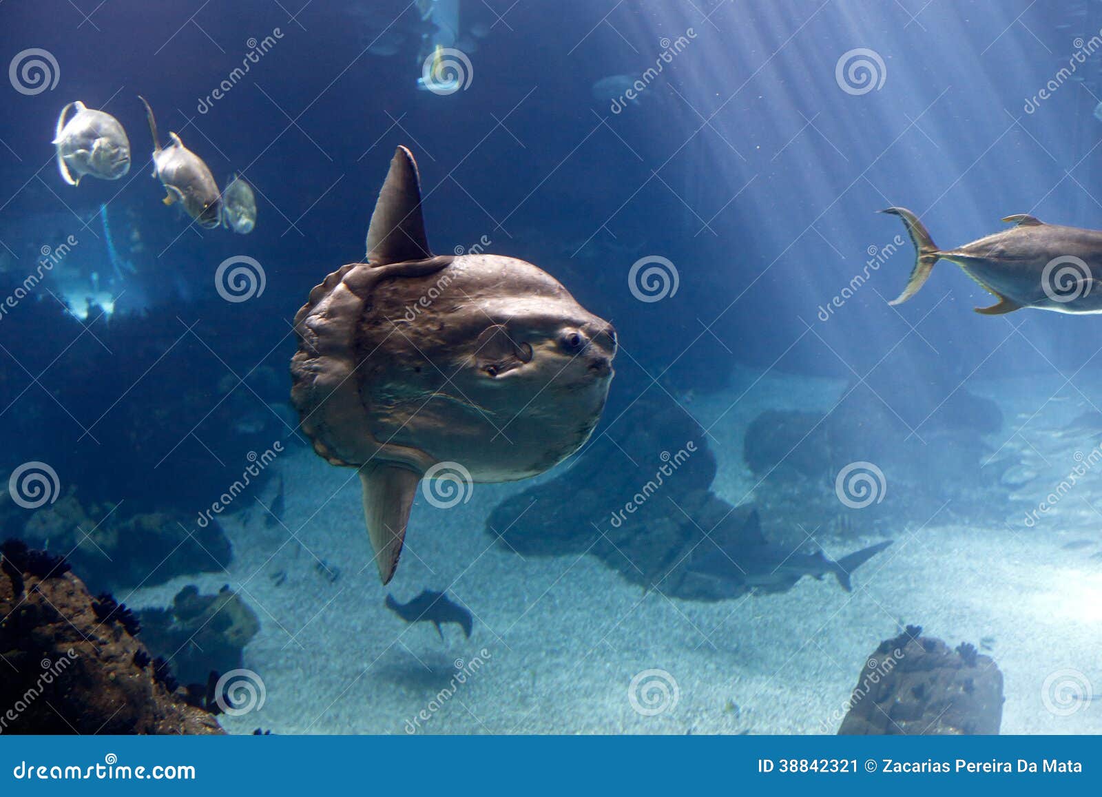 Pesce luna (mola mola) immagine stock. Immagine di nave - 38842321