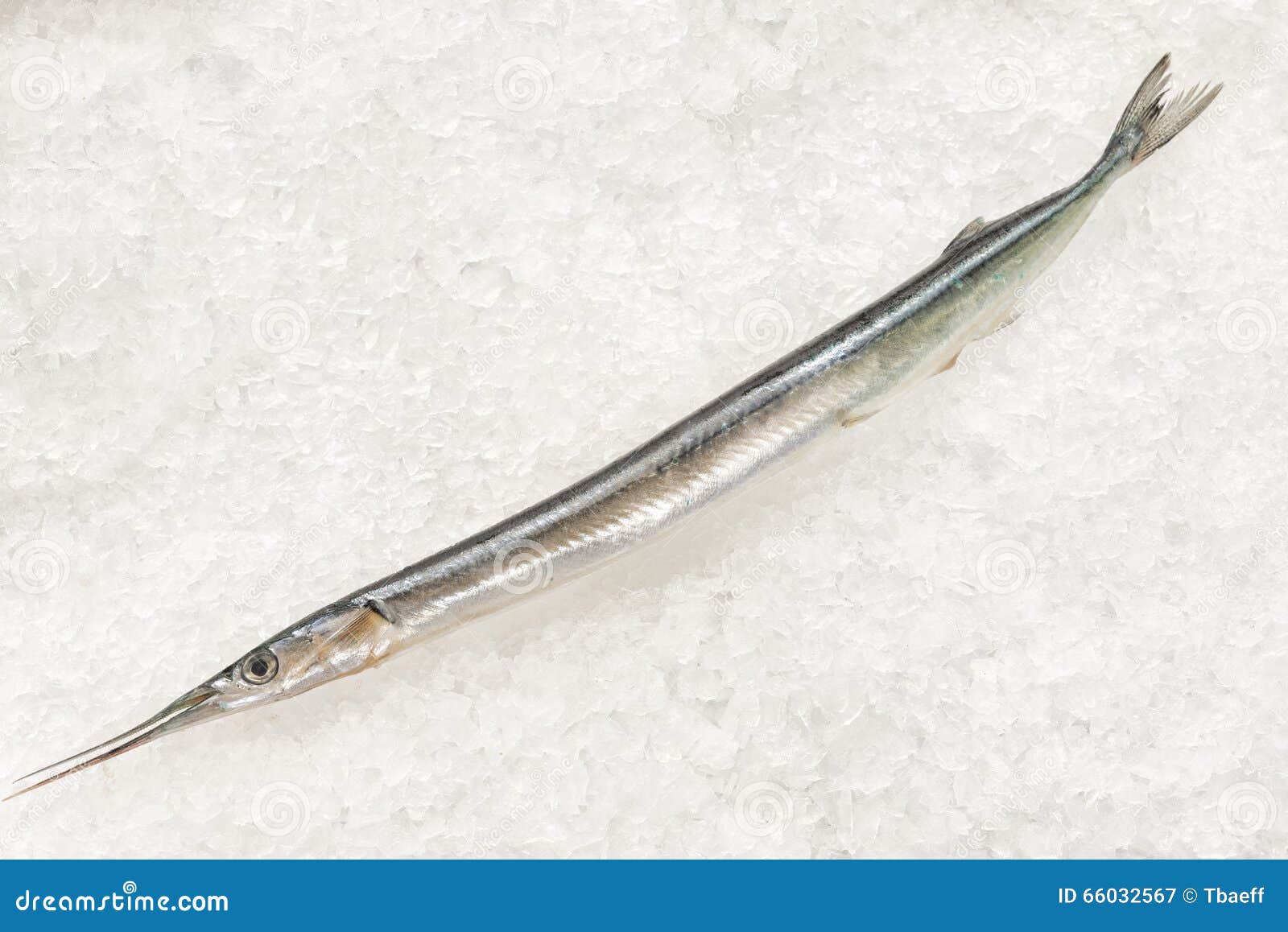 Pesce Lungo E Stretto Su Ghiaccio Immagine Stock - Immagine di mare ...