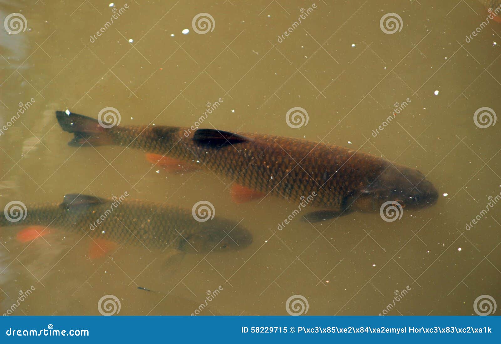 Pesce Nel Cavedano Del Fiume Immagine Stock - Immagine di braccialetto ...