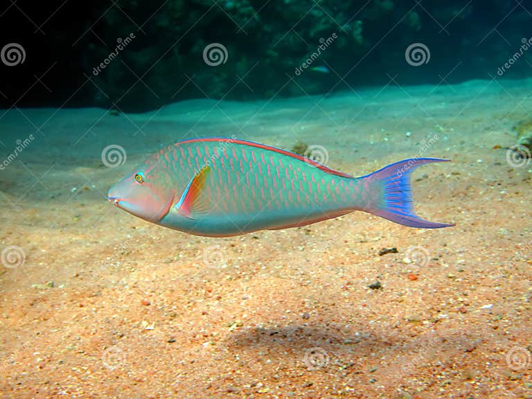 Pesce pappagallo immagine stock. Immagine di arrugginito - 11017437