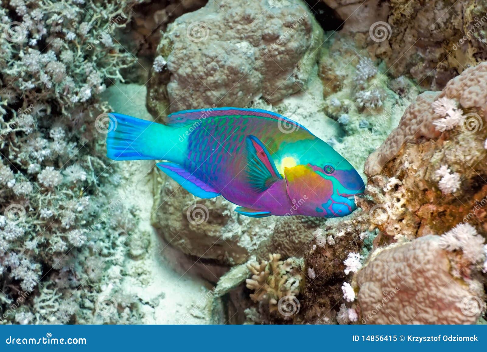 Pesce pappagallo immagine stock. Immagine di animale - 14856415